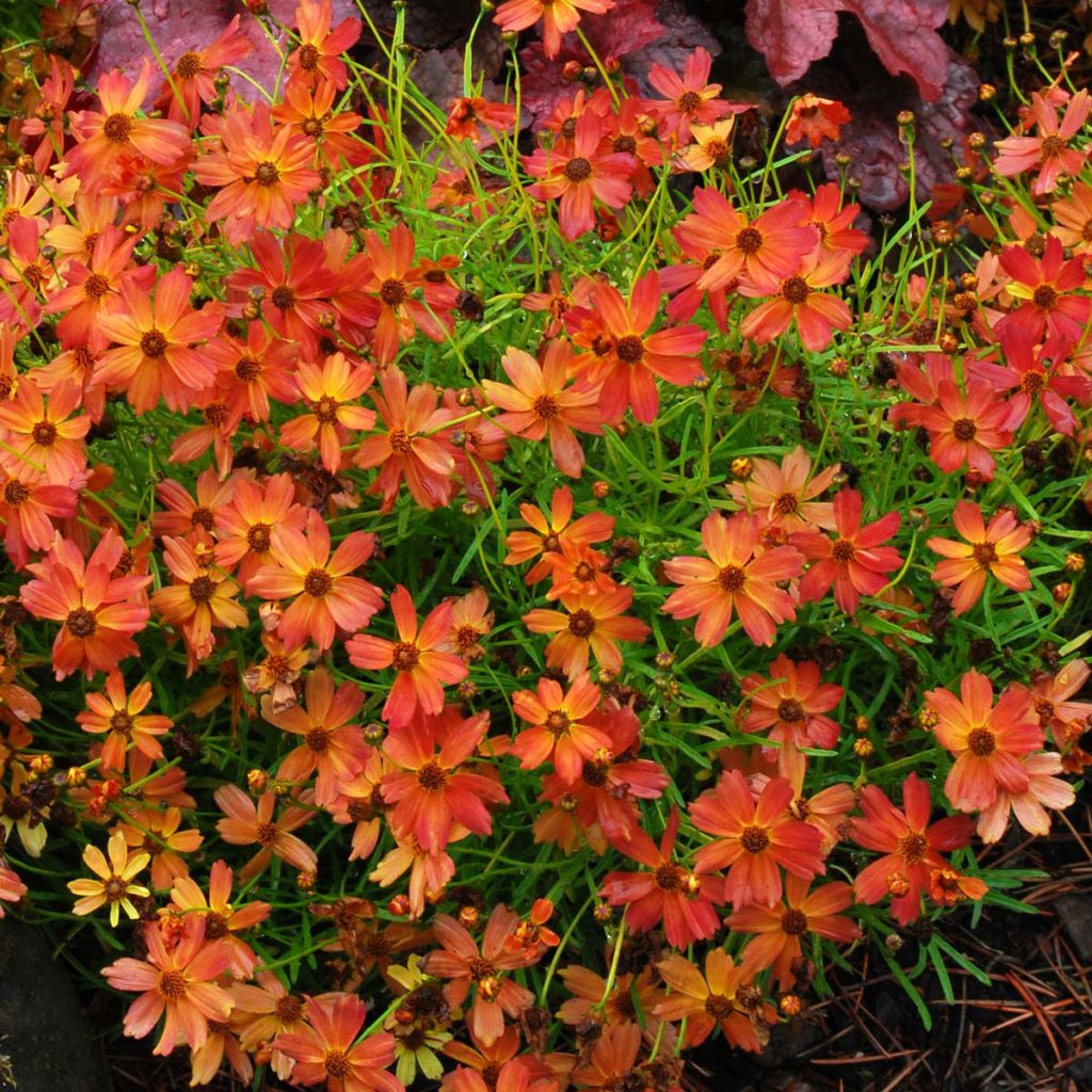 Coreopsis ‘Tropical Lemonade’ | TERRA NOVA® Nurseries, Inc.