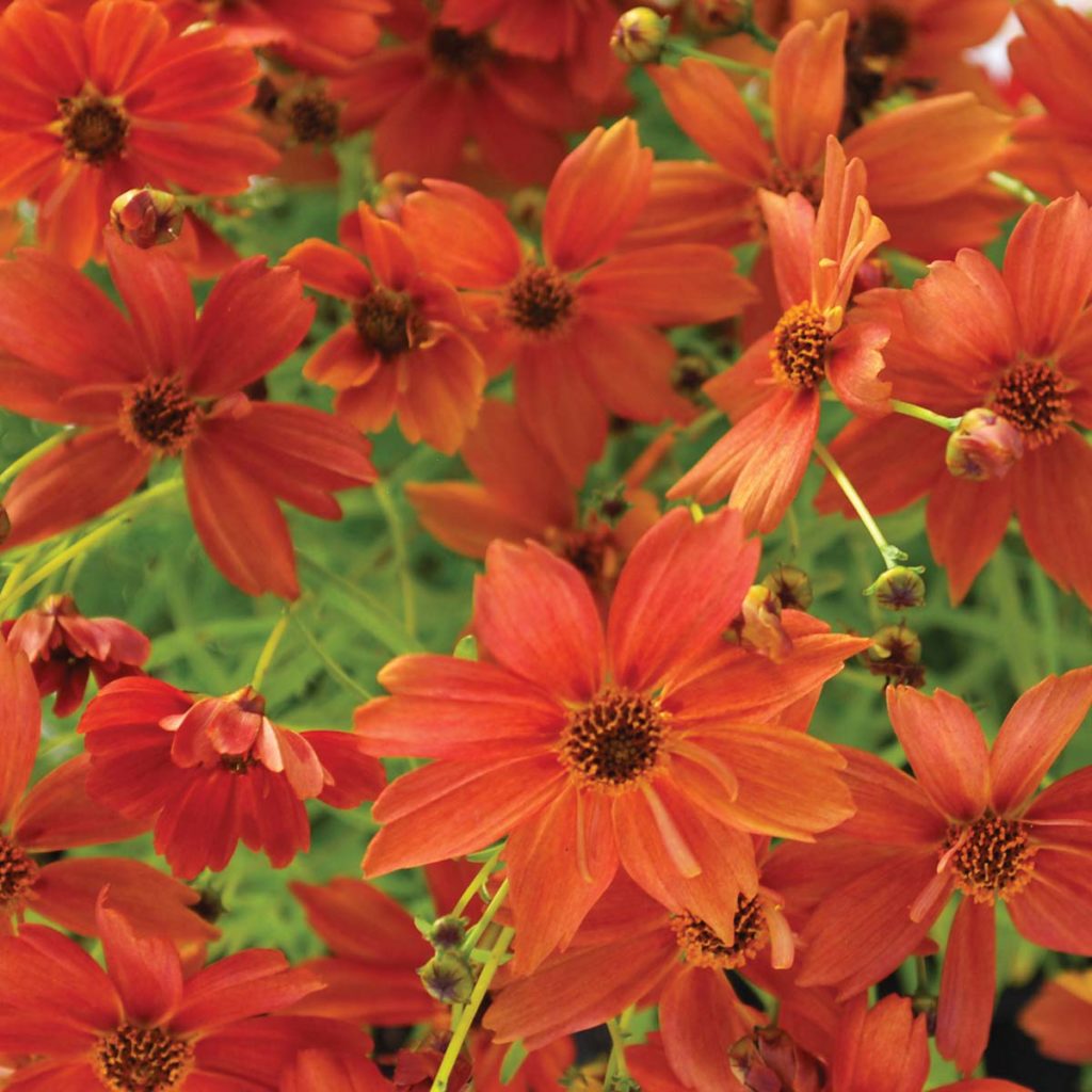Coreopsis ‘Tropical Lemonade’ | TERRA NOVA® Nurseries, Inc.