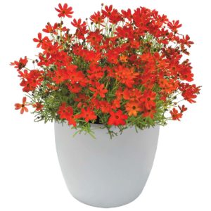 Coreopsis ‘Tropical Lemonade’ | TERRA NOVA® Nurseries, Inc.