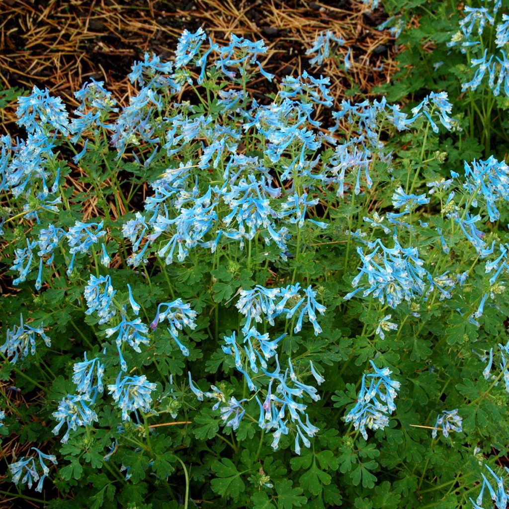 Corydalis ‘Blue Panda’ | TERRA NOVA® Nurseries, Inc.