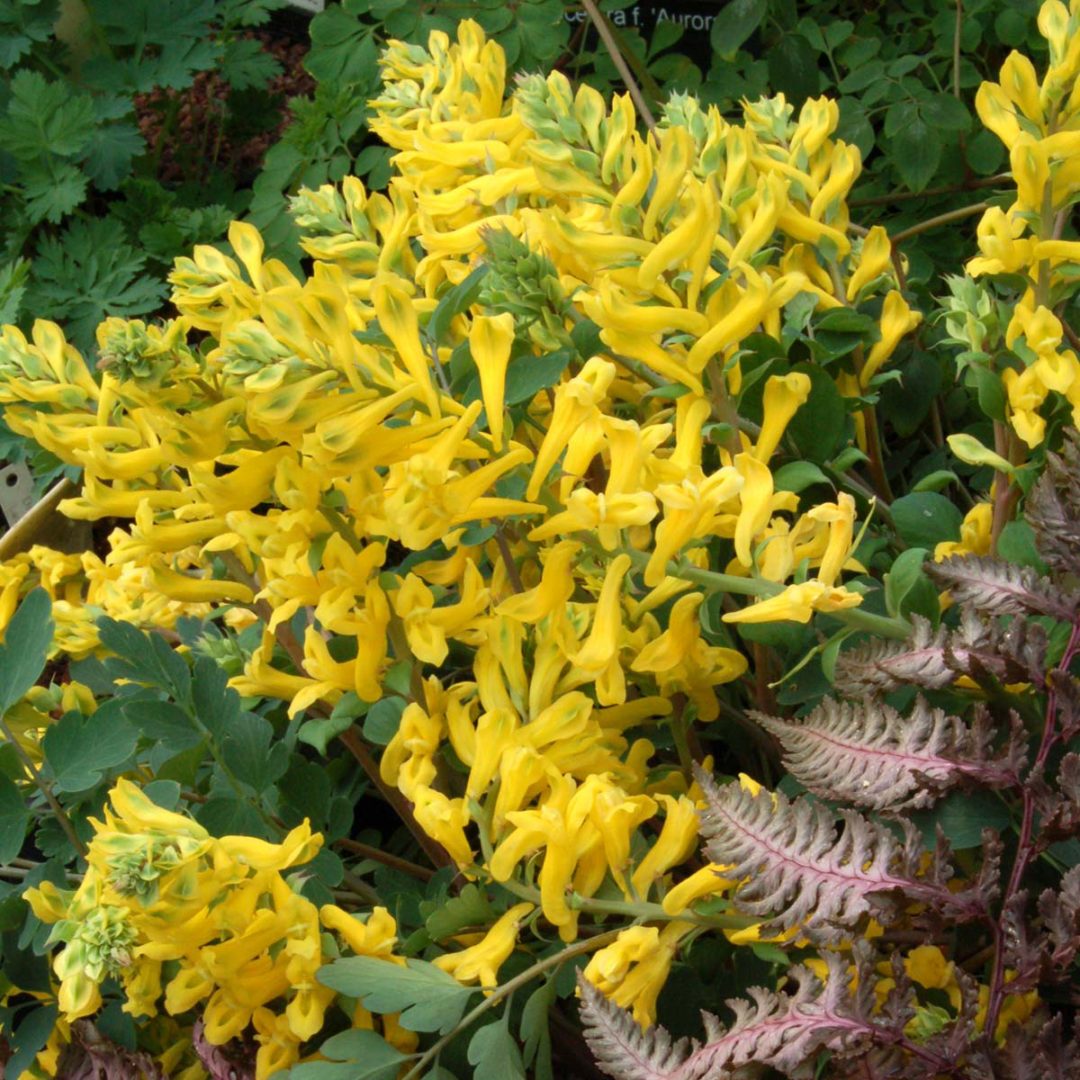 Corydalis ‘Canary Feathers’ | TERRA NOVA® Nurseries, Inc.