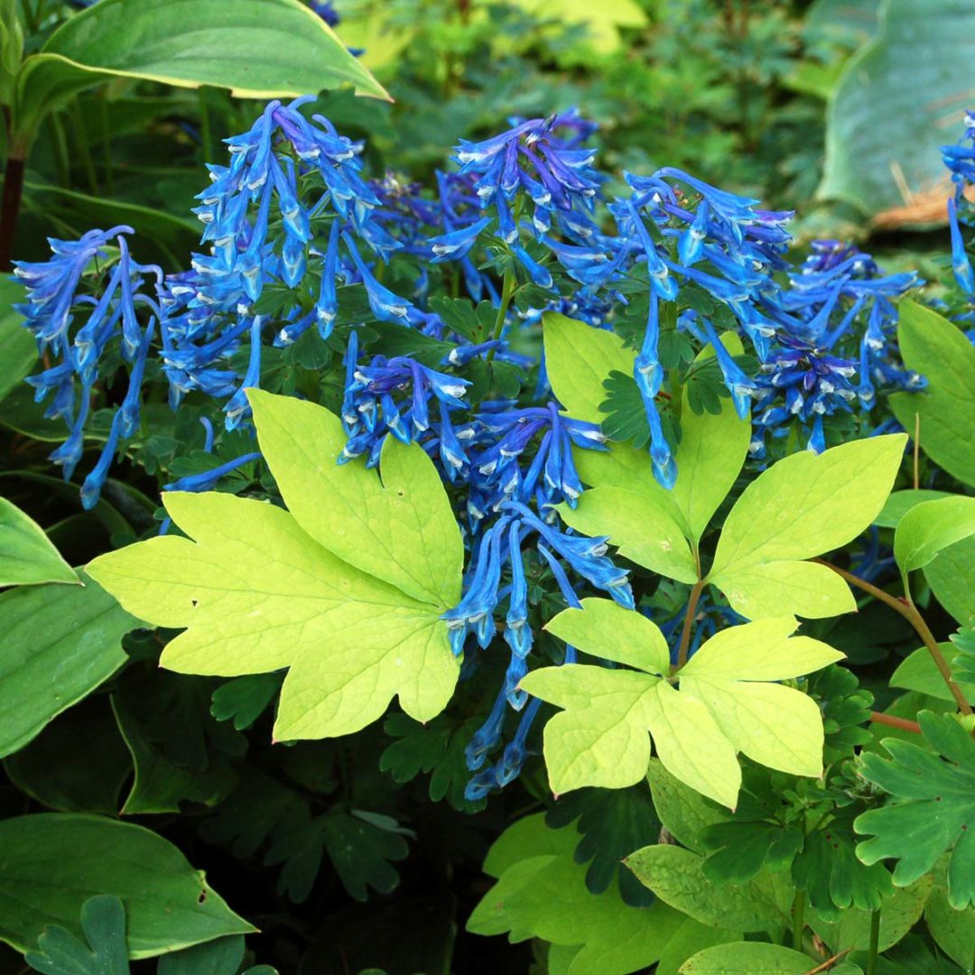 Corydalis elata | TERRA NOVA® Nurseries, Inc.