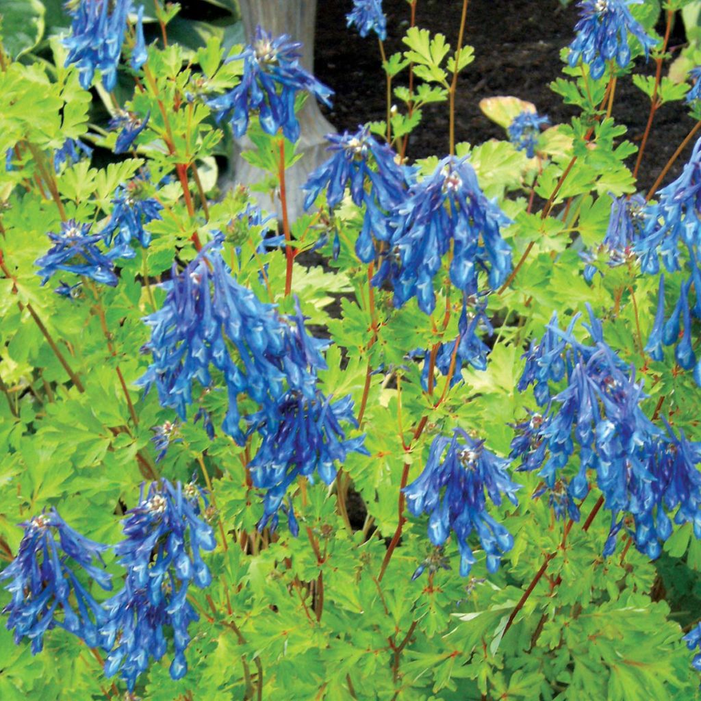 Corydalis elata | TERRA NOVA® Nurseries, Inc.