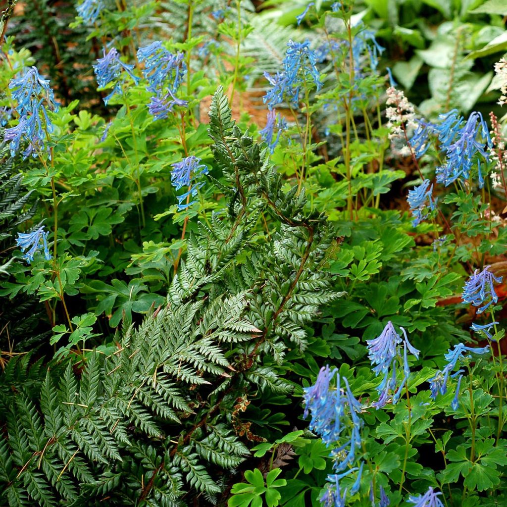 Corydalis elata | TERRA NOVA® Nurseries, Inc.