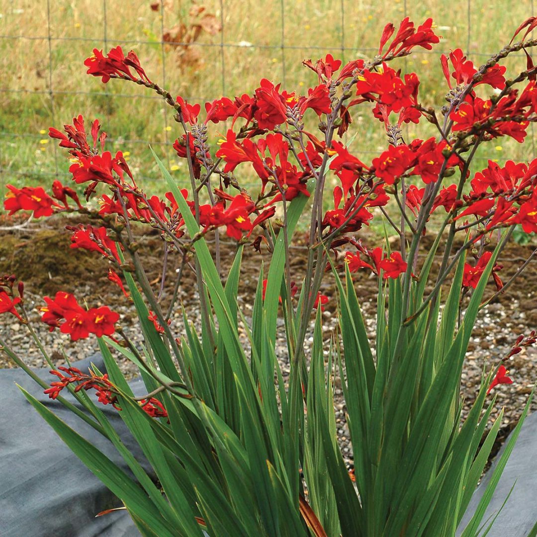 Crocosmia NOVA® ‘Dragonfire’ | TERRA NOVA® Nurseries, Inc.