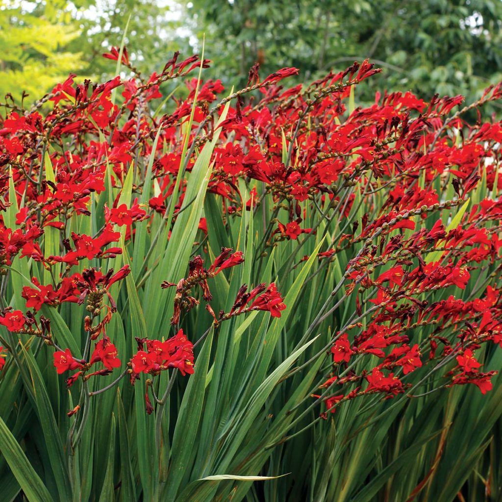 Crocosmia NOVA® ‘Dragonfire’ | TERRA NOVA® Nurseries, Inc.