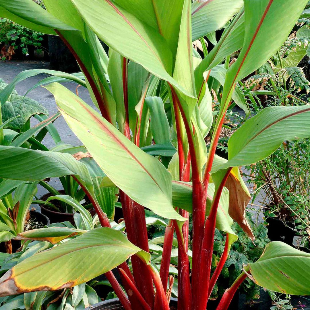 Curcuma ‘Red Emperor’ | TERRA NOVA® Nurseries, Inc.