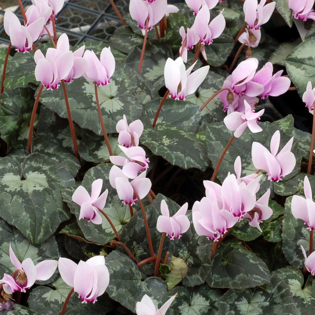 Cyclamen SWEETHEART™ ‘Sparkle’ | TERRA NOVA® Nurseries, Inc.
