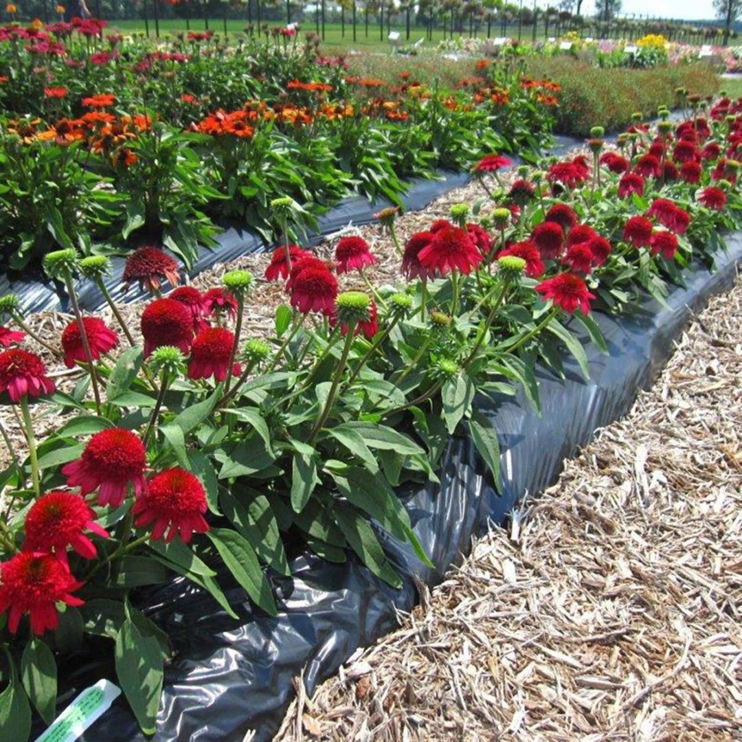 Echinacea CARA MIA™ ‘Rose’ | TERRA NOVA® Nurseries, Inc.
