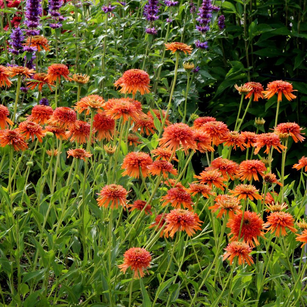 Echinacea ‘Colorburst Orange’ | TERRA NOVA® Nurseries, Inc.