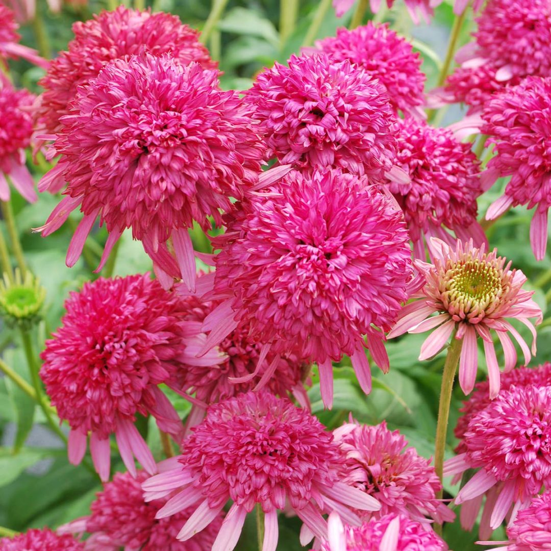 Echinacea ‘Cranberry Cupcake’ | TERRA NOVA® Nurseries, Inc.