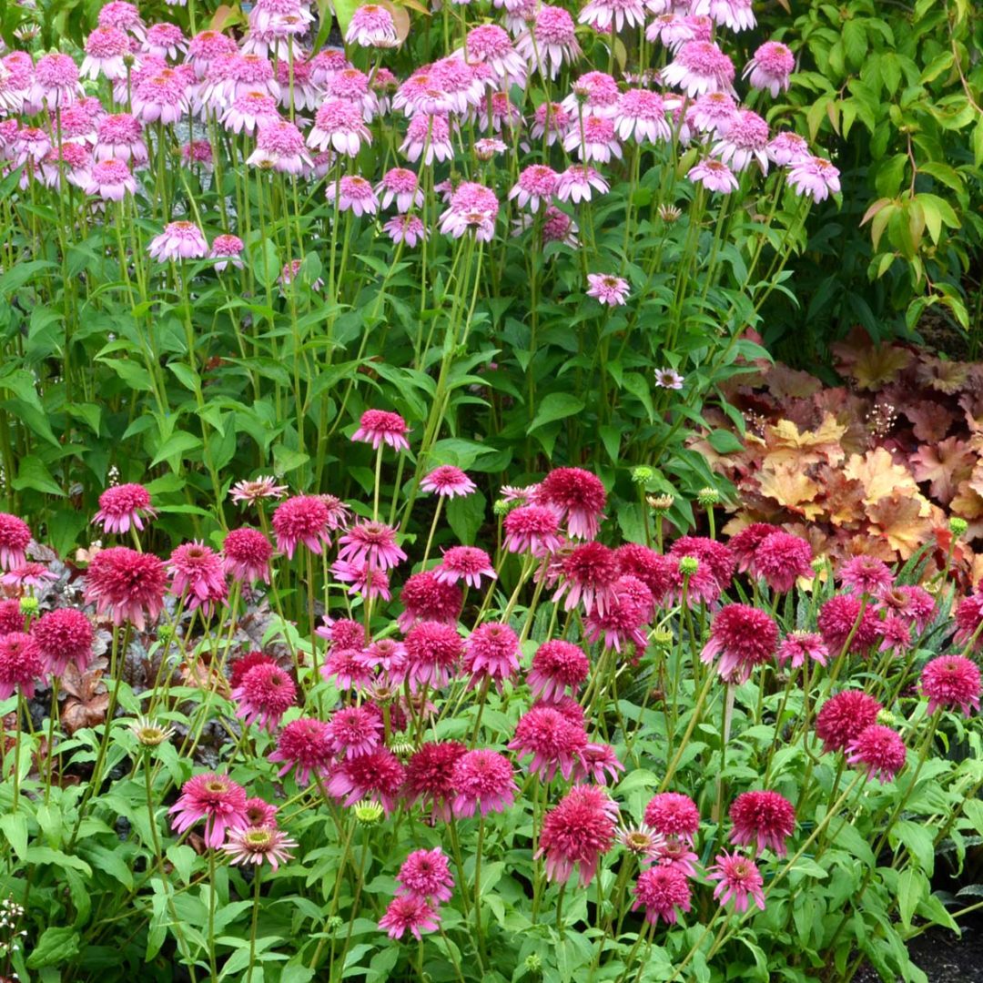 Echinacea ‘Cranberry Cupcake’ | TERRA NOVA® Nurseries, Inc.