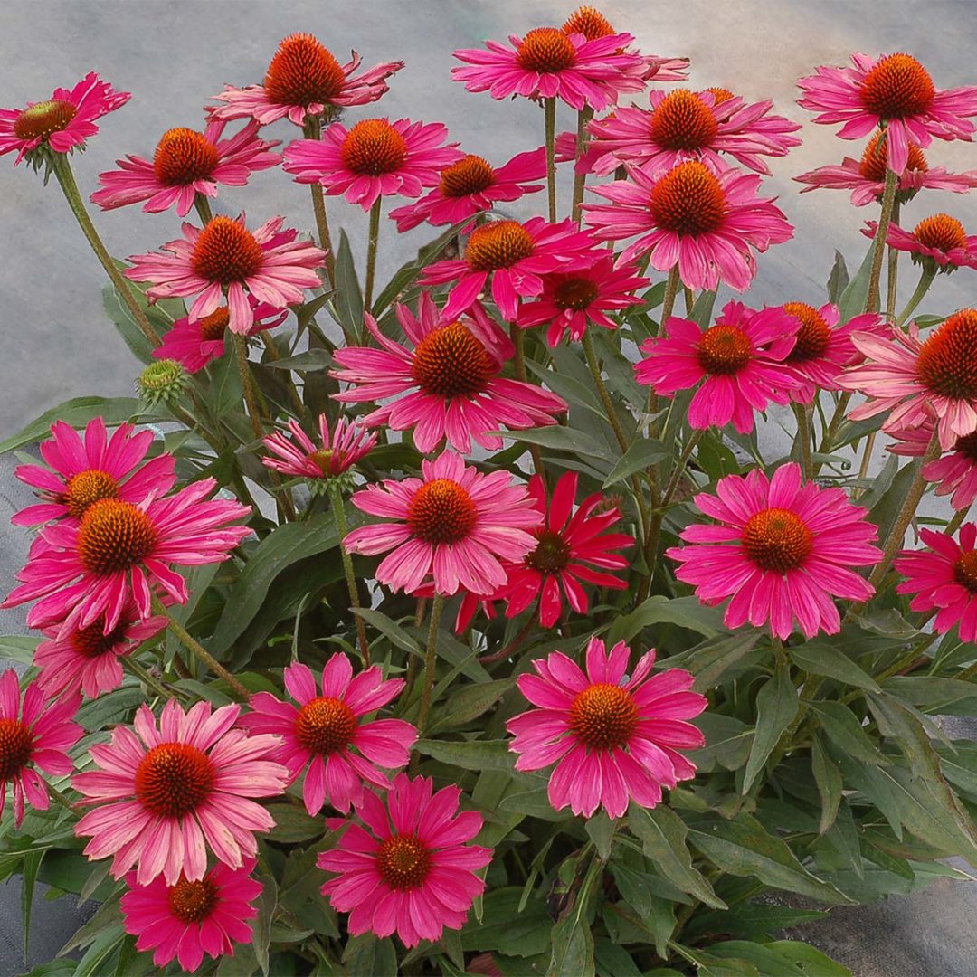 Echinacea KISMET® ‘Raspberry’ | TERRA NOVA® Nurseries, Inc.