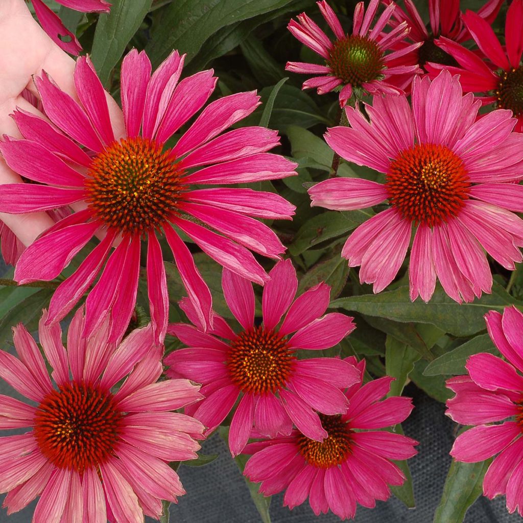 Echinacea KISMET® ‘Raspberry’ | TERRA NOVA® Nurseries, Inc.