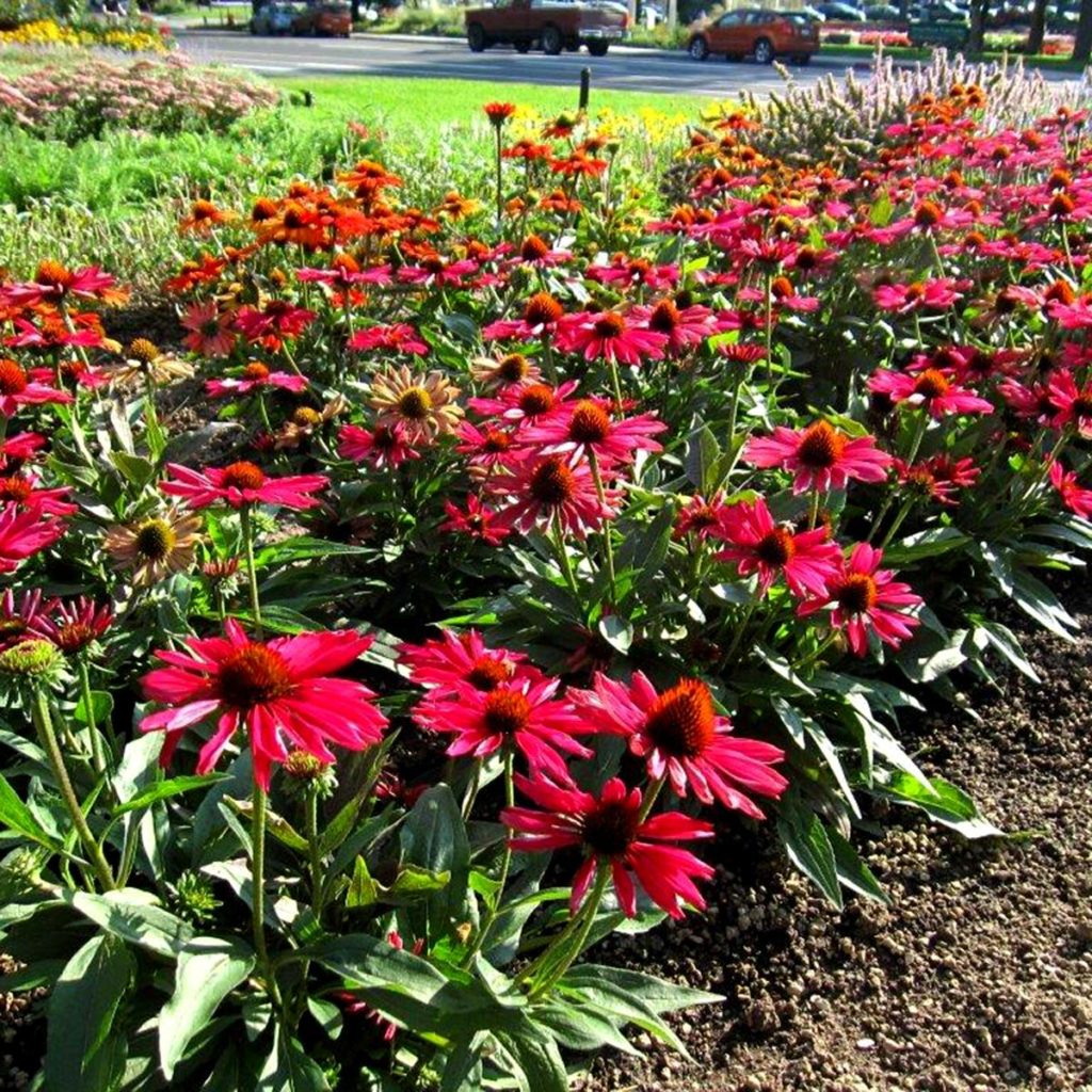 Echinacea KISMET® ‘Raspberry’ | TERRA NOVA® Nurseries, Inc.