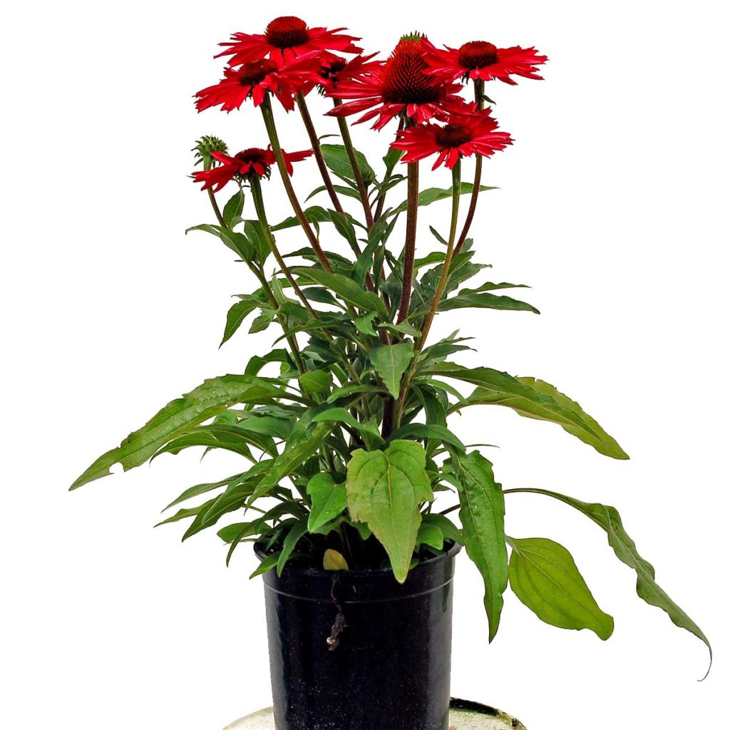 Echinacea KISMET® ‘Raspberry’ | TERRA NOVA® Nurseries, Inc.