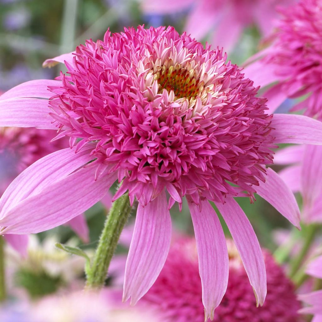 Echinacea ‘Pink Double Delight’ | TERRA NOVA® Nurseries, Inc.