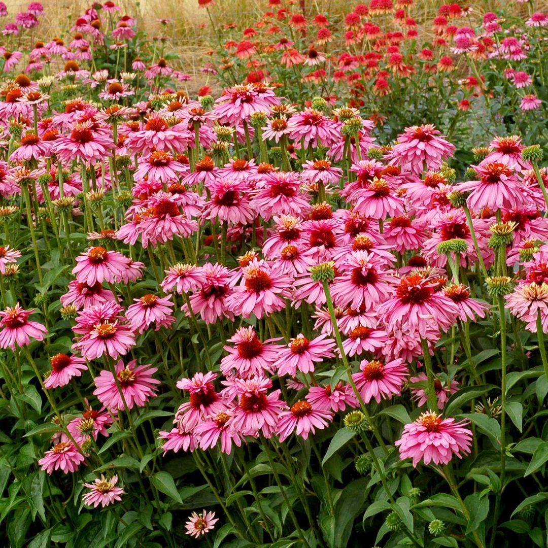 Echinacea ‘Pink Poodle’ | TERRA NOVA® Nurseries, Inc.