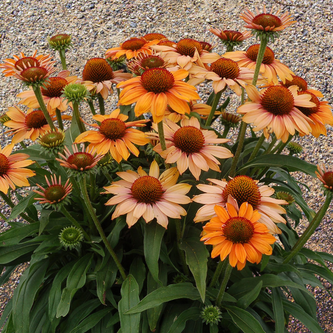 Echinacea | TERRA NOVA® Nurseries, Inc.