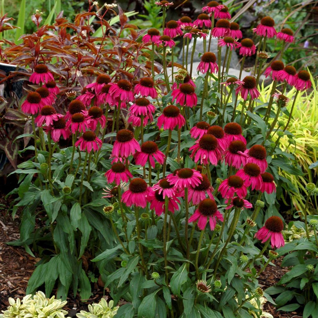 Echinacea ‘Raspberry Tart’ | TERRA NOVA® Nurseries, Inc.