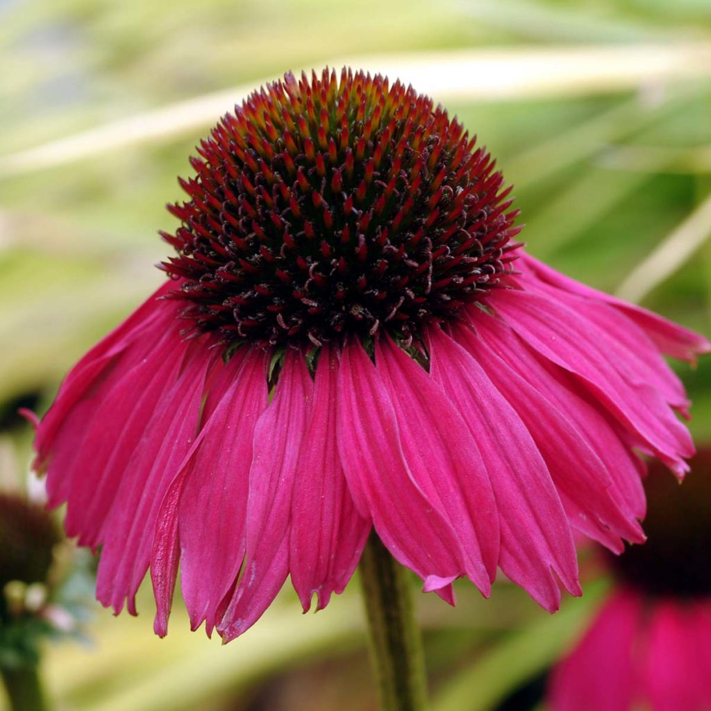 Echinacea ‘Raspberry Tart’ | TERRA NOVA® Nurseries, Inc.