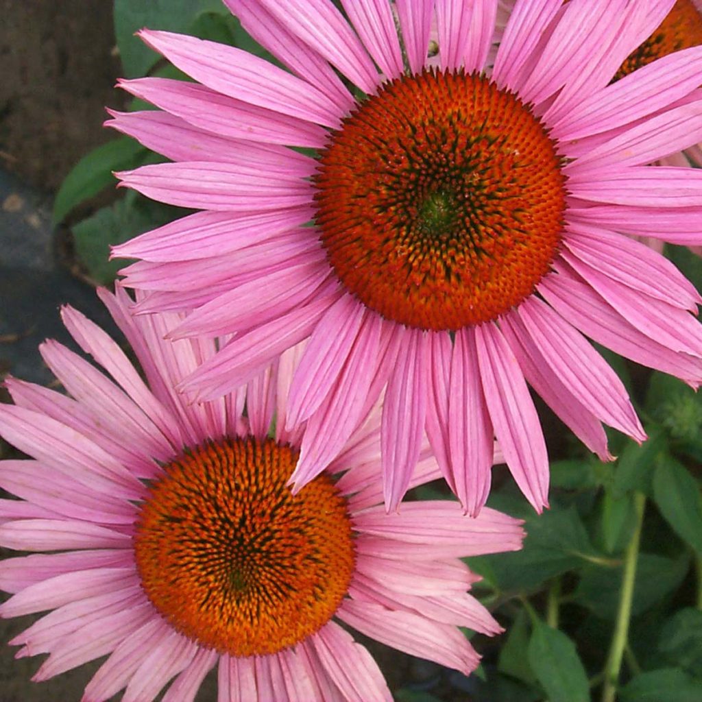 Echinacea ‘Ruby Giant’ | TERRA NOVA® Nurseries, Inc.