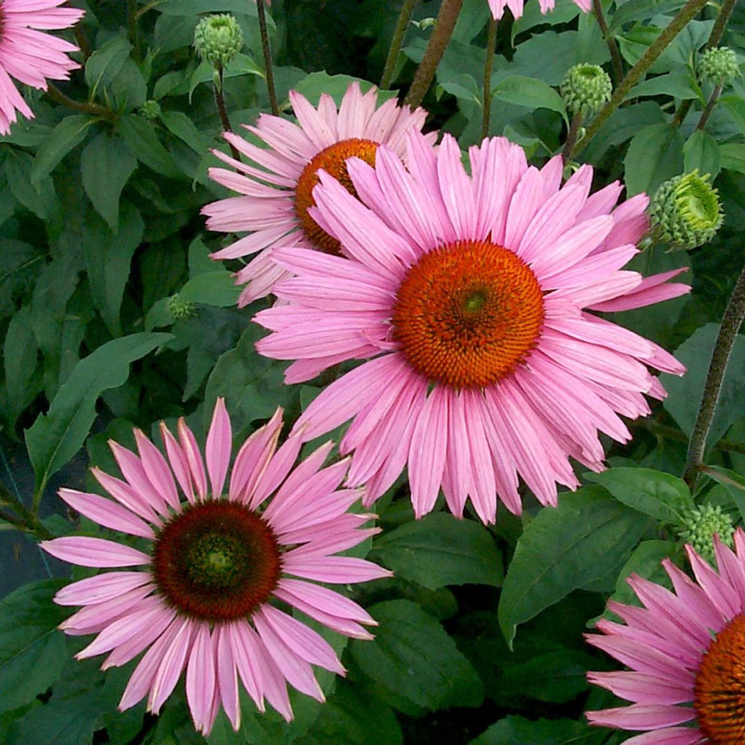 Echinacea ‘Ruby Giant’ | TERRA NOVA® Nurseries, Inc.