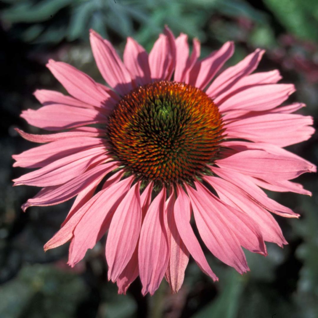 Echinacea ‘Ruby Giant’ | TERRA NOVA® Nurseries, Inc.