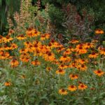 Echinacea ‘Tiki Torch’ | TERRA NOVA® Nurseries, Inc.