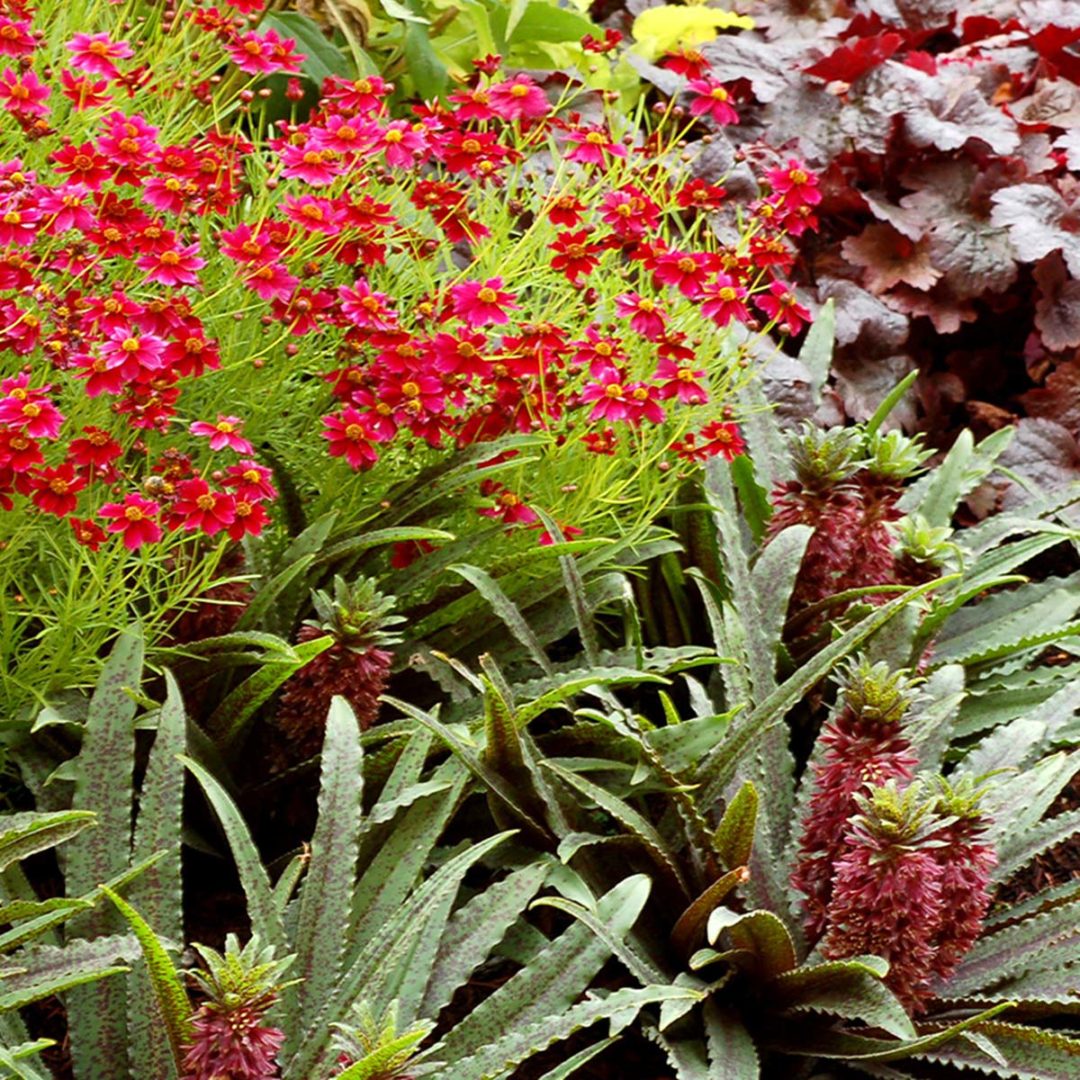 Eucomis ‘Freckles’ | TERRA NOVA® Nurseries, Inc.