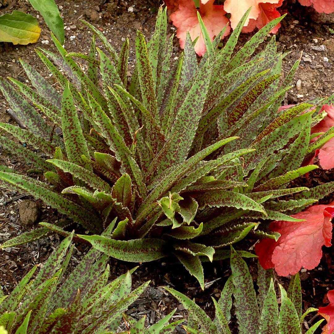 Eucomis ‘Freckles’ | TERRA NOVA® Nurseries, Inc.