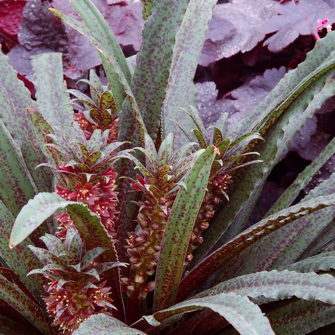 Eucomis ‘Freckles’ | TERRA NOVA® Nurseries, Inc.