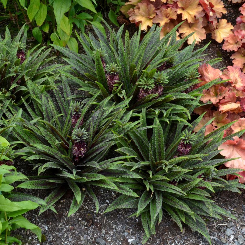 Eucomis ‘Freckles’ | TERRA NOVA® Nurseries, Inc.