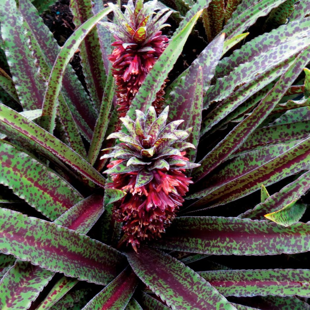 Eucomis ‘Freckles’ | TERRA NOVA® Nurseries, Inc.