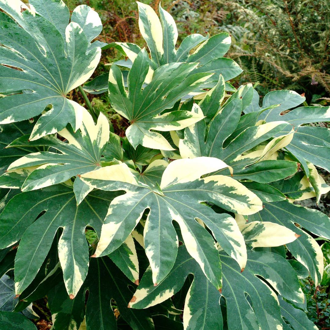 Fatsia ‘Variegata’ | TERRA NOVA® Nurseries, Inc.