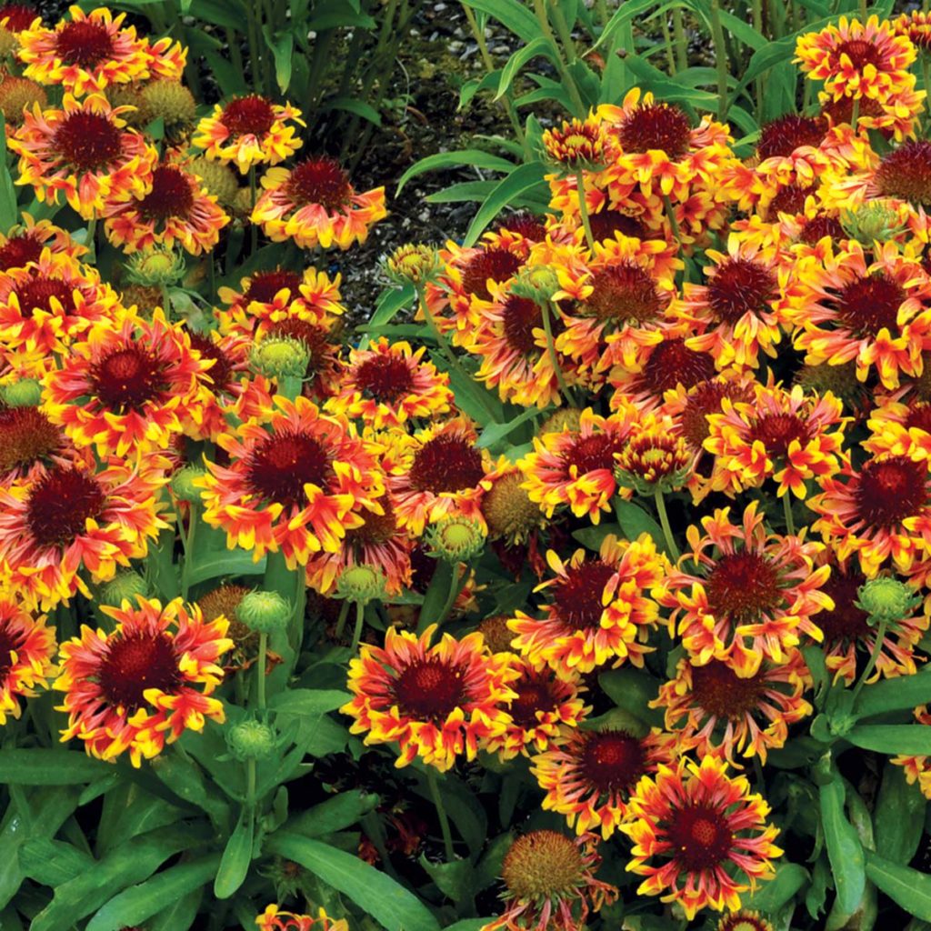 Gaillardia ‘Sun Devil’ | TERRA NOVA® Nurseries, Inc.