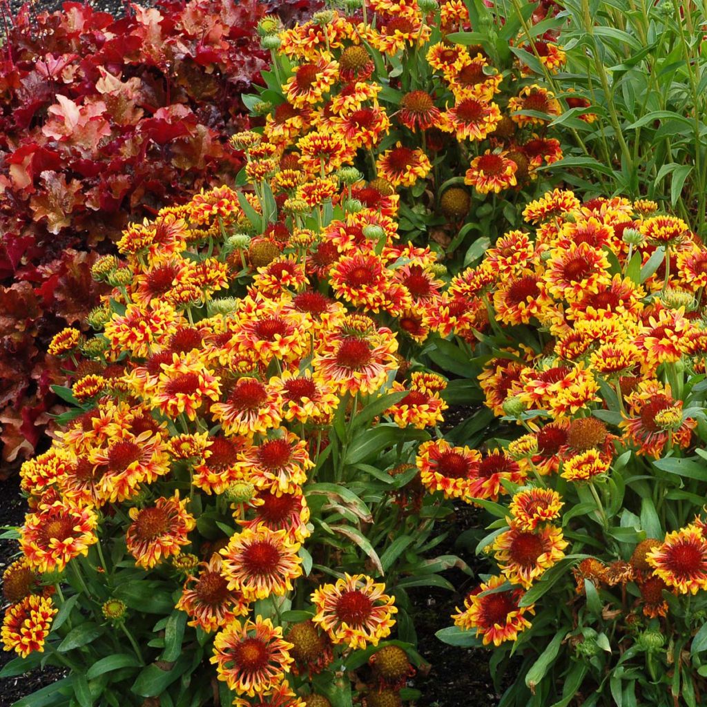 Gaillardia ‘Sun Devil’ | TERRA NOVA® Nurseries, Inc.