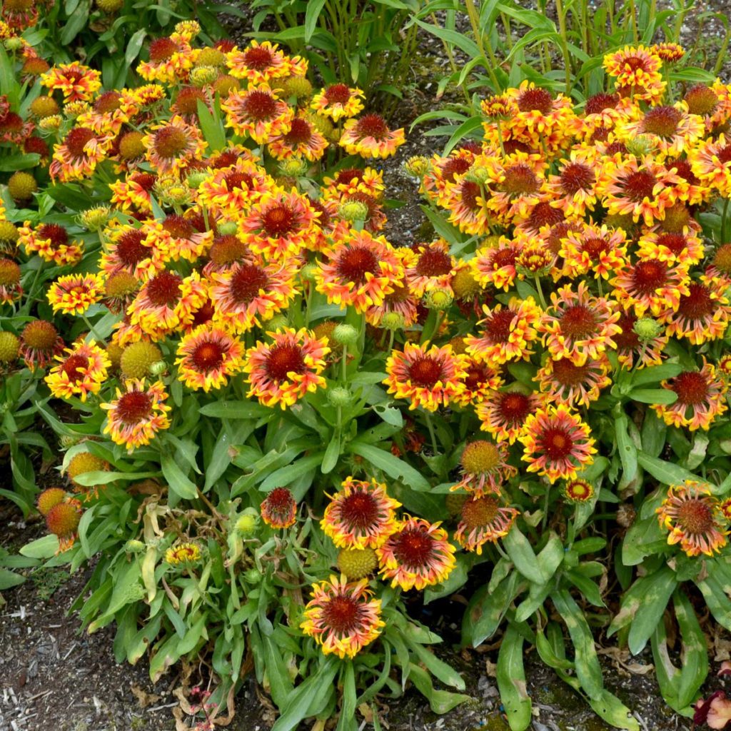 Gaillardia ‘Sun Devil’ | TERRA NOVA® Nurseries, Inc.