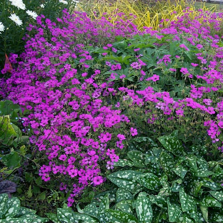 Geranium ‘Anne Thomson’ | TERRA NOVA® Nurseries, Inc.