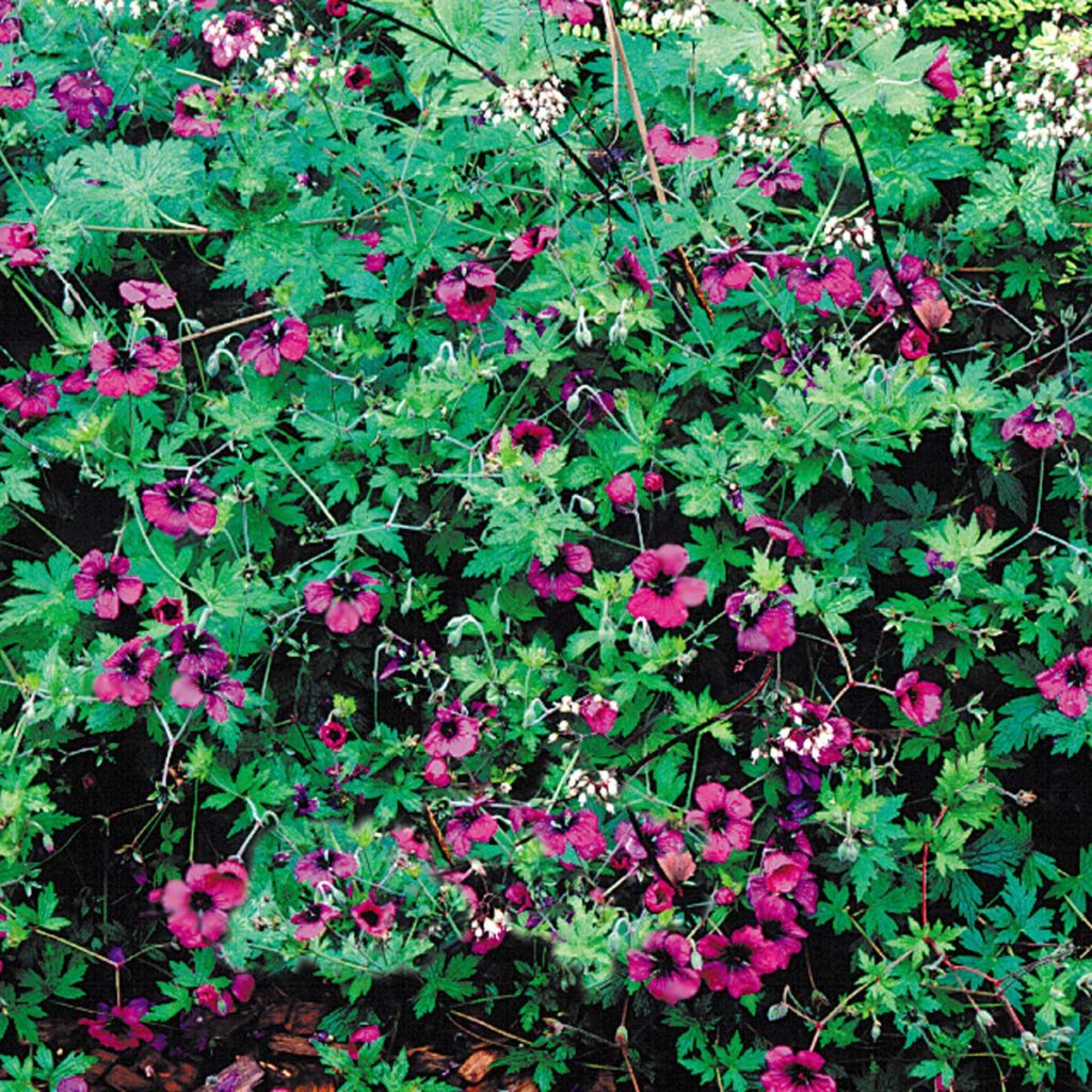 Geranium ‘Anne Thomson’ | TERRA NOVA® Nurseries, Inc.