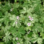 Geranium ‘Confetti’ | TERRA NOVA® Nurseries, Inc.