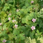 Geranium ‘Confetti’ | TERRA NOVA® Nurseries, Inc.