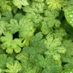 Geranium ‘Confetti’ | TERRA NOVA® Nurseries, Inc.