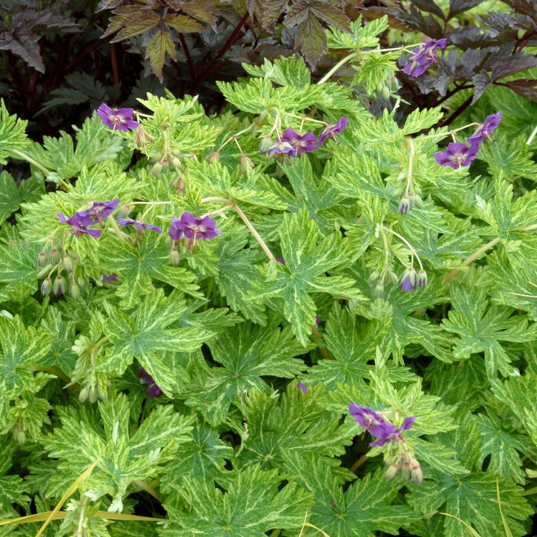 Geranium ‘Margaret Wilson’ | TERRA NOVA® Nurseries, Inc.