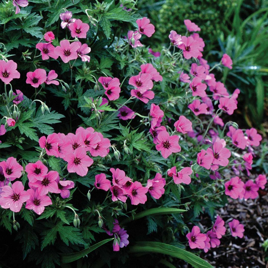 Geranium ‘Patricia’ | TERRA NOVA® Nurseries, Inc.