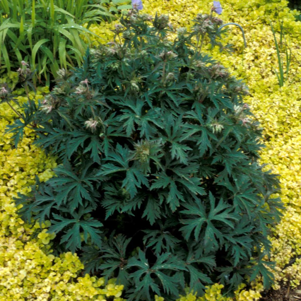 Geranium ‘Victor Reiter Jr.’ | TERRA NOVA® Nurseries, Inc.