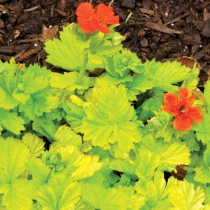 Geum ‘Eos’ | TERRA NOVA® Nurseries, Inc.