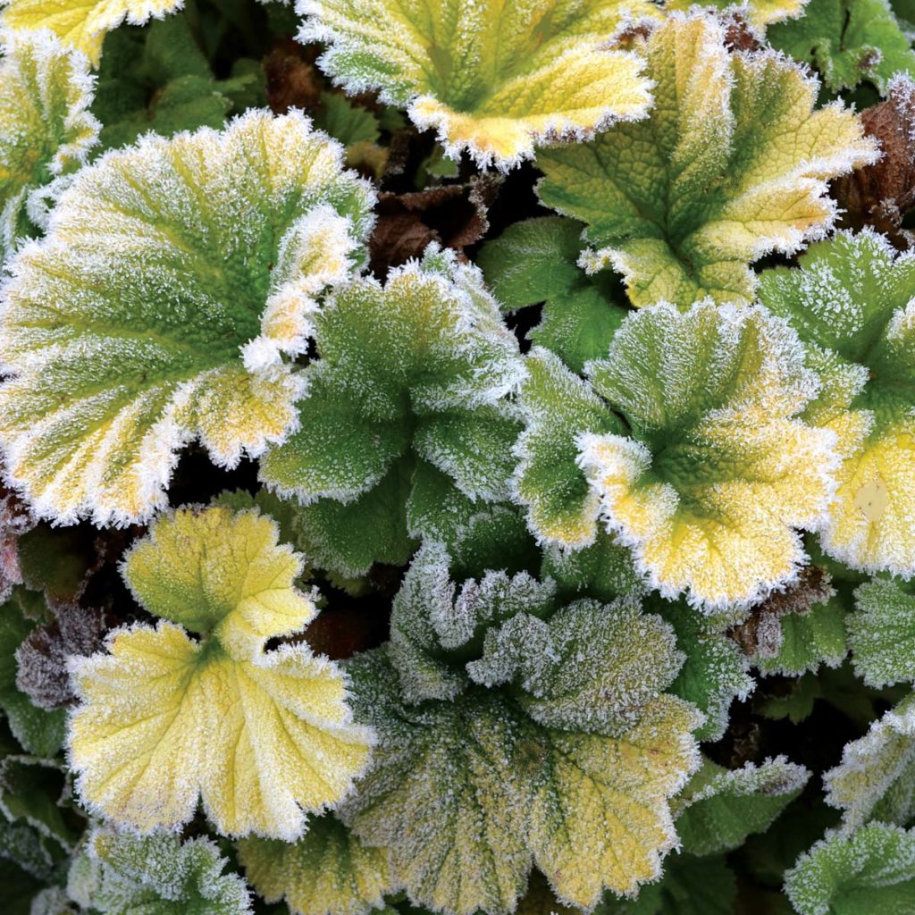 Geum ‘Eos’ | TERRA NOVA® Nurseries, Inc.