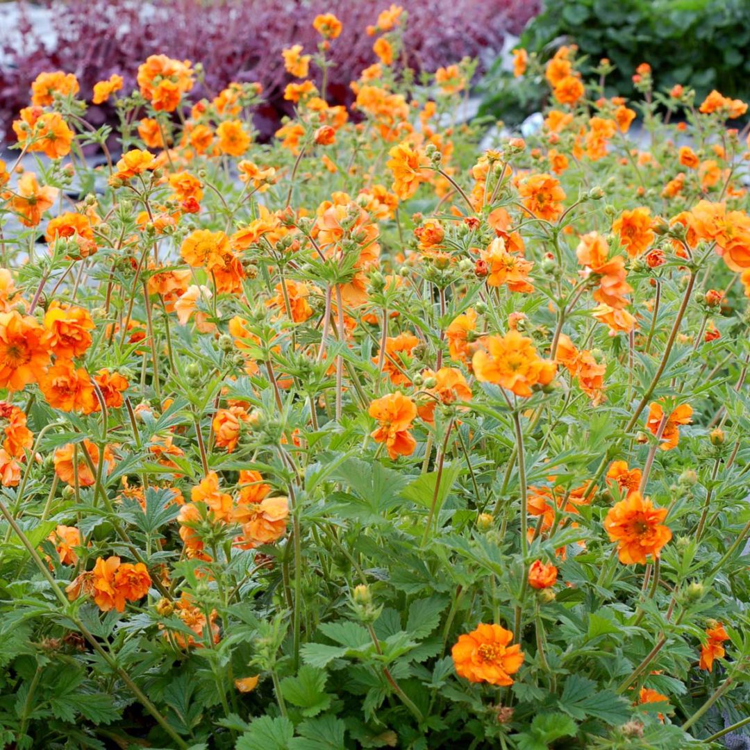 Geum ‘Fire Storm’ | TERRA NOVA® Nurseries, Inc.