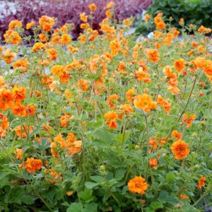 Geum ‘Fire Storm’ | TERRA NOVA® Nurseries, Inc.